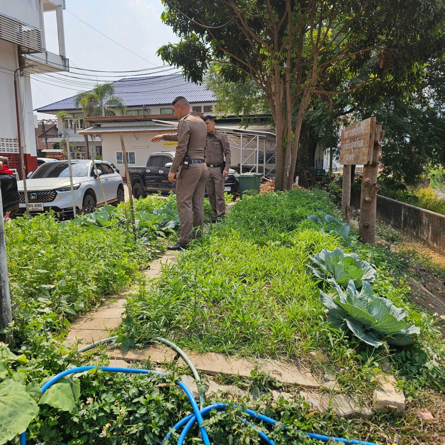 สภ.แม่จัน โครงการ บ้านนี้มีรัก ปลูกผักกินเอง – สถานีตำรวจภูธรแม่จัน จังหวัดเชียงราย